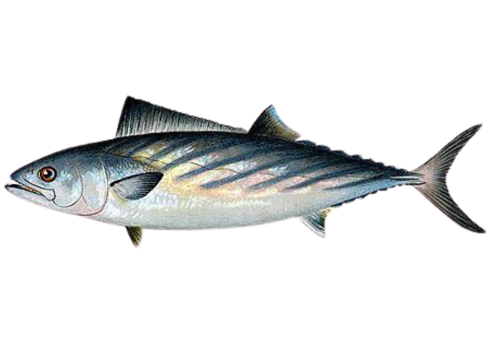 Types of Species – KonKlma Fishing Charter